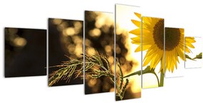 Obraz slunečnice (210x100 cm)