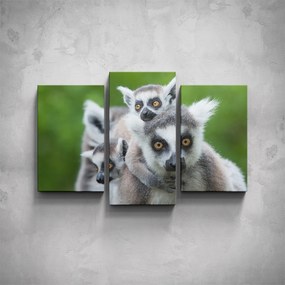 3-dílný obraz - Lemur - PopyDesign