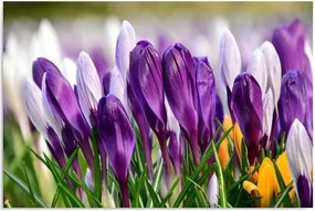 Obraz úrovně Plátno Canvas Krokusy 5 80x60