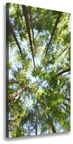 Wallmuralia Vertikální Foto obraz canvas Koruna stromů 50x100