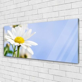 Plexisklo-obraz Sedmikráska Rostlina Příroda 125x50 cm