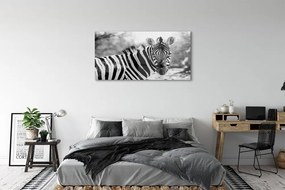 akrylový obraz retro zebra 125x50 cm