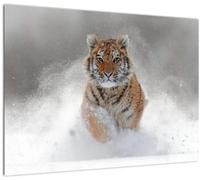Obraz běžícího tygra ve sněhu (70x50 cm)