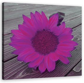 Obraz na plátně, Růžová slunečnice - 30x30 cm