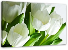 Gario Obraz na plátně Bílé tulipány Rozměry: 60 x 40 cm