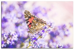 Obraz na plátně - Motýl na levandule 1221A (100x70 cm)
