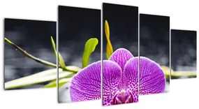 Květ orchideje - obraz