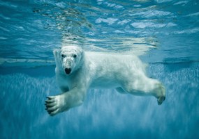 Postershop Fototapeta: Lední medvěd (1) - 254x368 cm