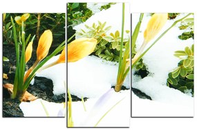 Obraz na plátně - Časné jarní květiny 1242C (105x70 cm)