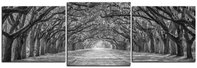 Obraz na plátně - Historické dubové stromy lemované polní cestou - panoráma 5239QD (120x40 cm)