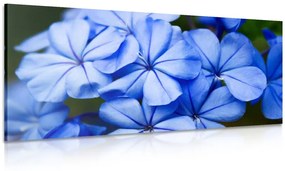 Obraz malebné modré květy Varianta: 120x60