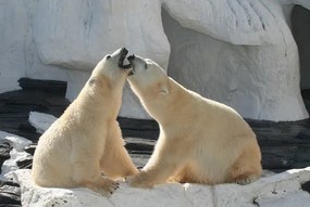Vliesová fototapeta Polar Bears XL-219 330x220 cm