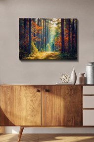 Obraz na plátně Miracle forest 50x70 cm