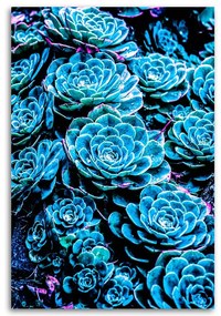 Gario Obraz na plátně Modré sukulenty - Gab Fernando Rozměry: 40 x 60 cm