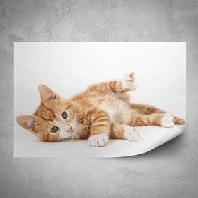 Plakát - Kotě (60x40 cm) - PopyDesign