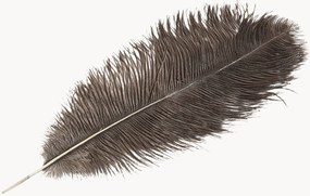 Dekorace Feather