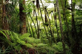 DIMEX | Samolepicí vliesová fototapeta na zeď Svěží deštný prales MA-5-1600 | 375 x 250 cm | zelená, hnědá