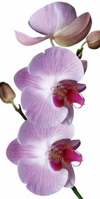 Fototapety na podlahu Dimex Orchid FL85-015 85x170 cm