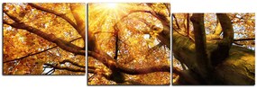 Obraz na plátně - Slunce přes větve stromu - panoráma 5240E (120x40 cm)