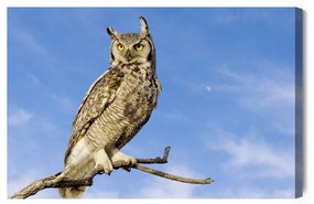 Obraz Dravý Pták Proti Obloze Nedostatek Nedostatek Přírodní plátno 100x70