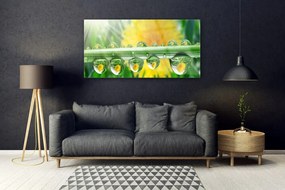 akrylový obraz Stonek Kapky Rosa Rostlina 120x60 cm