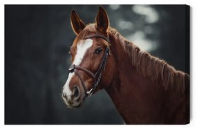 Obraz Kůň Na Pozadí Lesa Nedostatek Nedostatek Přírodní plátno 100x70