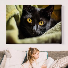 Obraz na plátně - Najdi kočku, černá kočka v zelené dece FeelHappy.cz Velikost obrazu: 120 x 80 cm