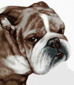 zuty zuty - malování podle čísel - bulldog (myroslava voloschuk), 40x50 cm, plátno