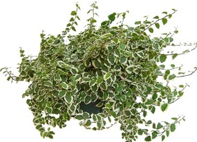 Pokojová rostlina Ficus pumila variegata, průměr 6 cm