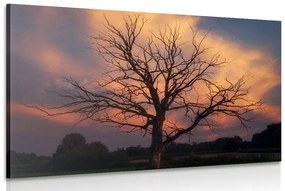 Obraz nádherný strom na louce - 120x80 cm