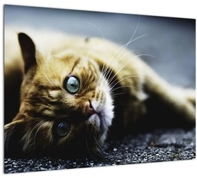 Skleněný obraz kočky (70x50 cm)