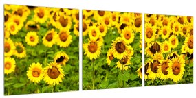 Obraz slunečnicového pole (90x30 cm)