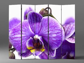 Paraván orchidej na bílém pozadí Rozměr: 225 x 180 cm