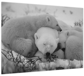 Obraz - Lední medvídci, černobílá (70x50 cm)