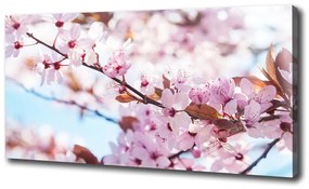 Wallmuralia Foto obraz na plátně Květy višně 100x50