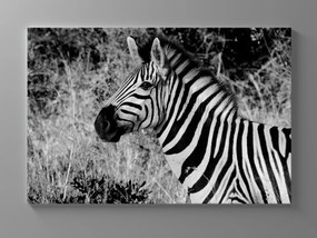 Černobílý obraz zebra Rozměr: 100 x 65 cm