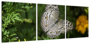 Obraz - bílý motýl (s hodinami) (90x30 cm)