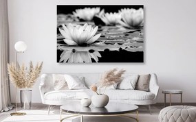 Obraz lotosový květ v černobílém provedení