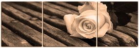 Obraz na plátně - Bílá růže na lavici - panoráma 5224FC (120x40 cm)
