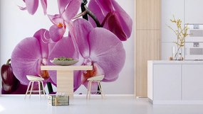 Fototapeta na zed' Jemné Orchideje | 360 x 254 cm | DFTS0049