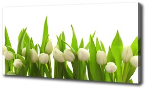 Wallmuralia Foto obraz na plátně do obýváku Bílé tulipány 100x50
