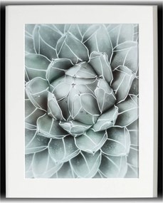 Obraz Succulents II 40x50xcm