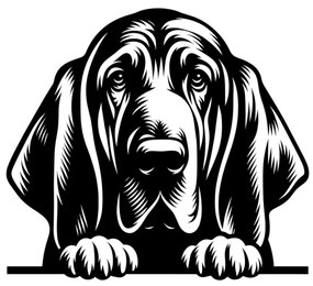 Samolepka pes Bloodhound