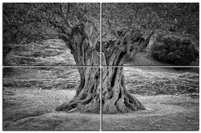 Obraz na plátně - Starý olivovník 1181QE (150x100 cm)
