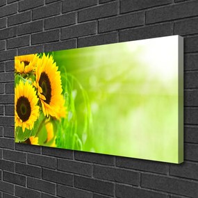 Obraz na plátně Slunečníce Rostlina 140x70 cm