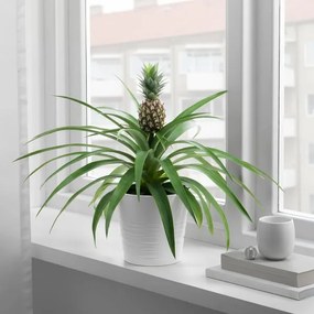 ANANAS Rostlina, Pineapple, 12 cm