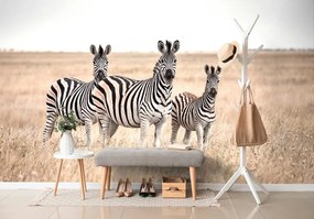 Fototapeta tři zebry v savanu - 150x100 cm