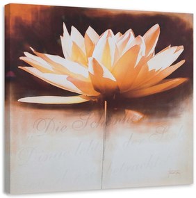 Obraz na plátně Vodní lilie Květina Příroda - 40x40 cm