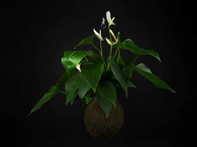 Kokedama Anthurium bílá (L)