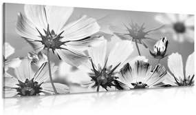 Obraz zahradní květiny v černobílém provedení - 120x60 cm